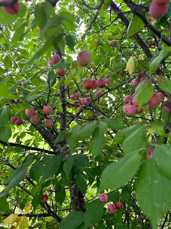 The Plentiful Plum Tree: 10 Delightful Homesteader Hacks - Rainy River ...